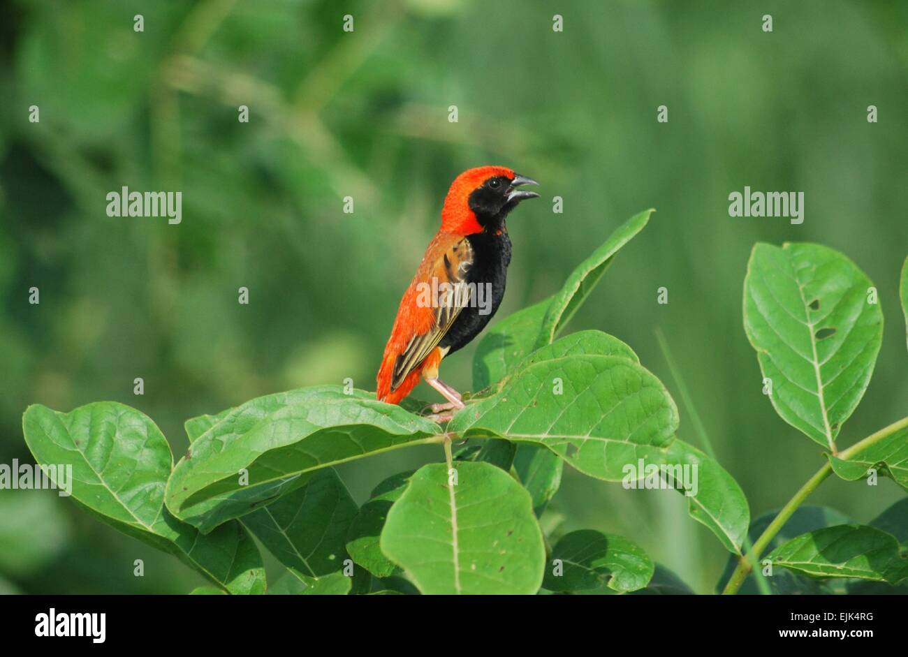 Zanzibar Red Bishop singing in Tanzania Stock Photo - Alamy