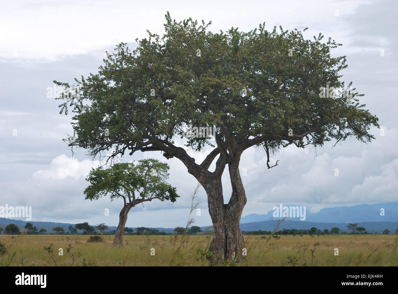 Savanna africa acacia hi-res stock photography and images - Alamy