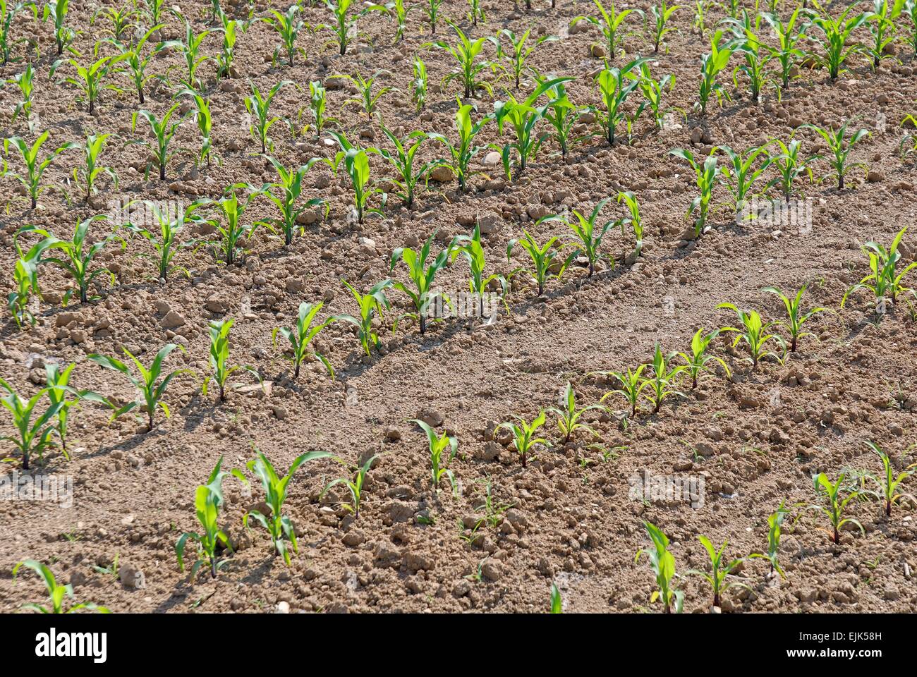Corn plant seedling hi-res stock photography and images - Alamy