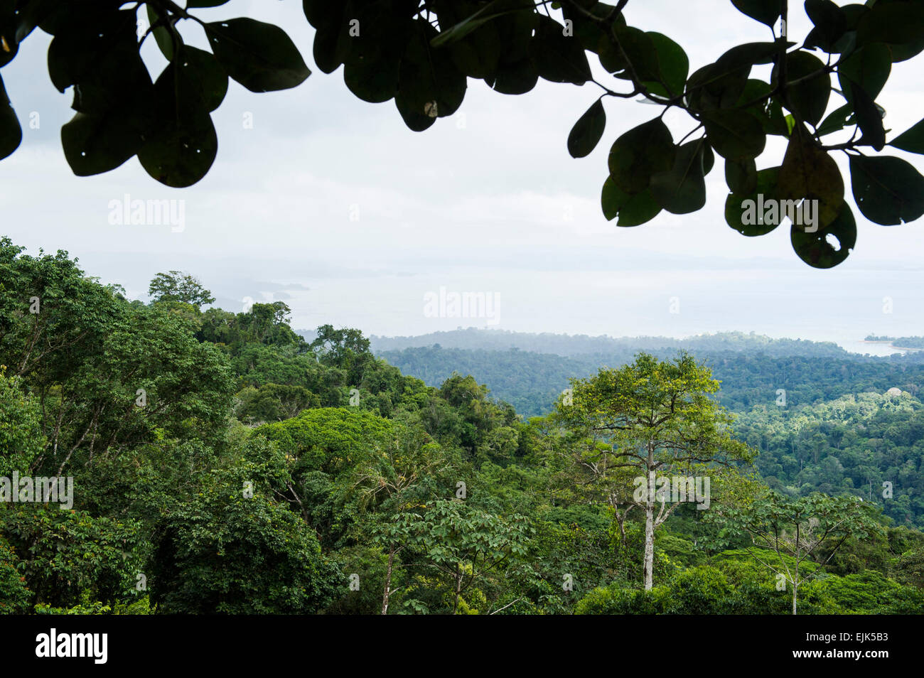 View over rainforest canopy and Brokopondo reservoir, Brownsberg Nature ...