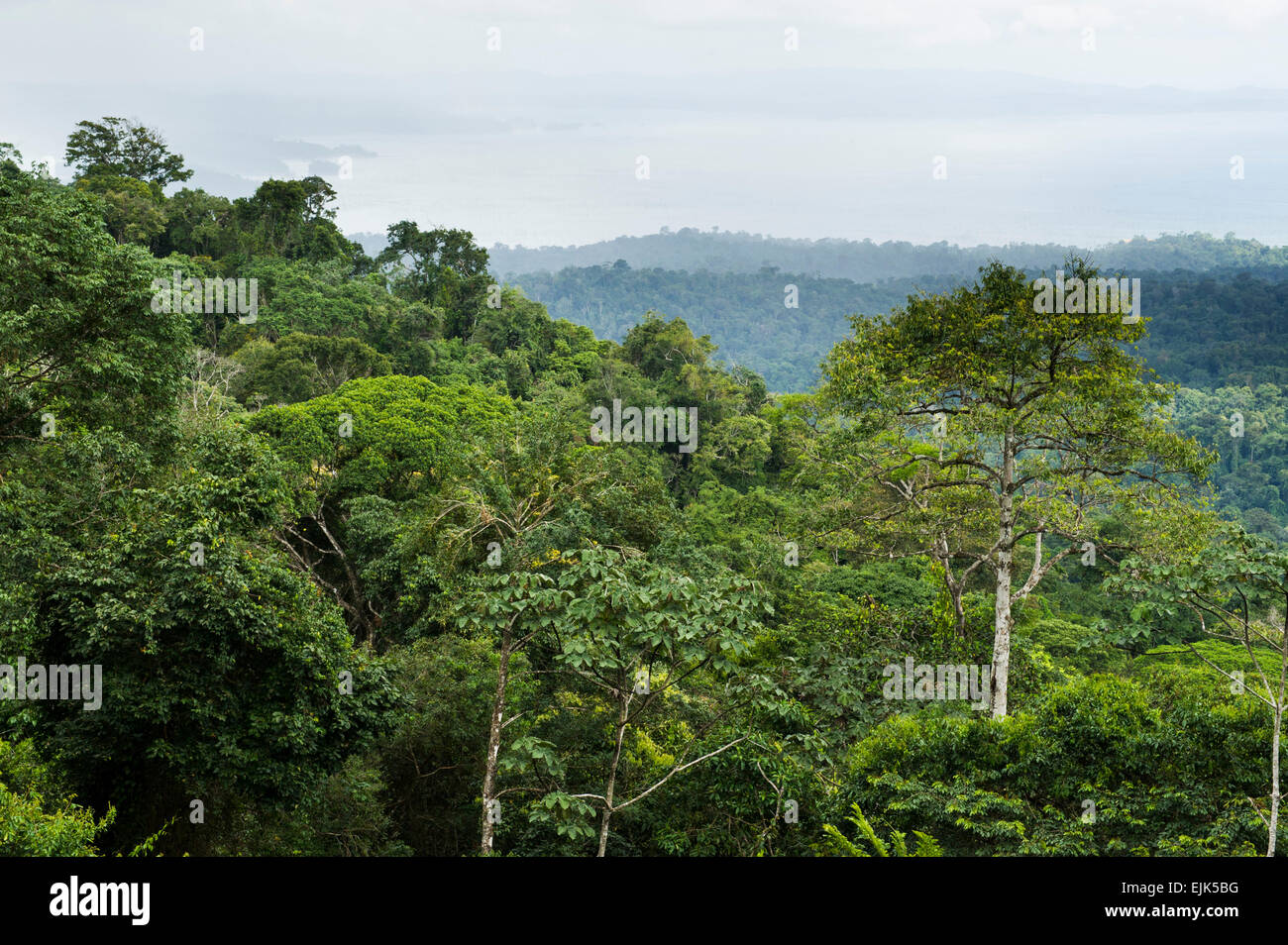 View over rainforest canopy and Brokopondo reservoir, Brownsberg Nature ...