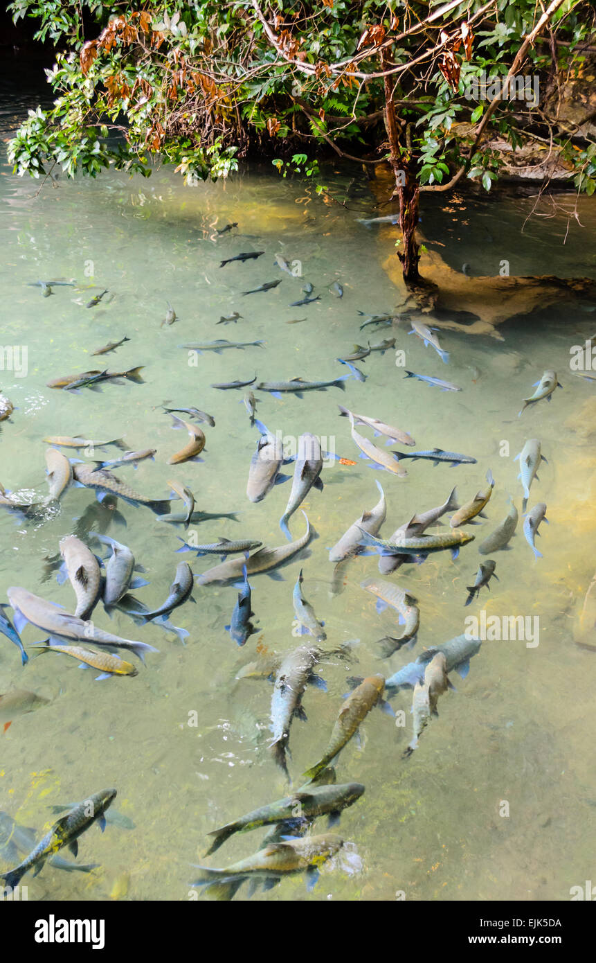 Soro brook carp fish or Neolissochilus stracheyi in nature, Mae Hong ...