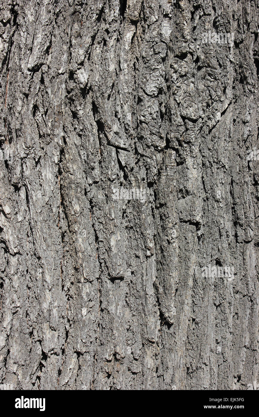 Oak bark background at sun light. Bark texture Stock Photo - Alamy