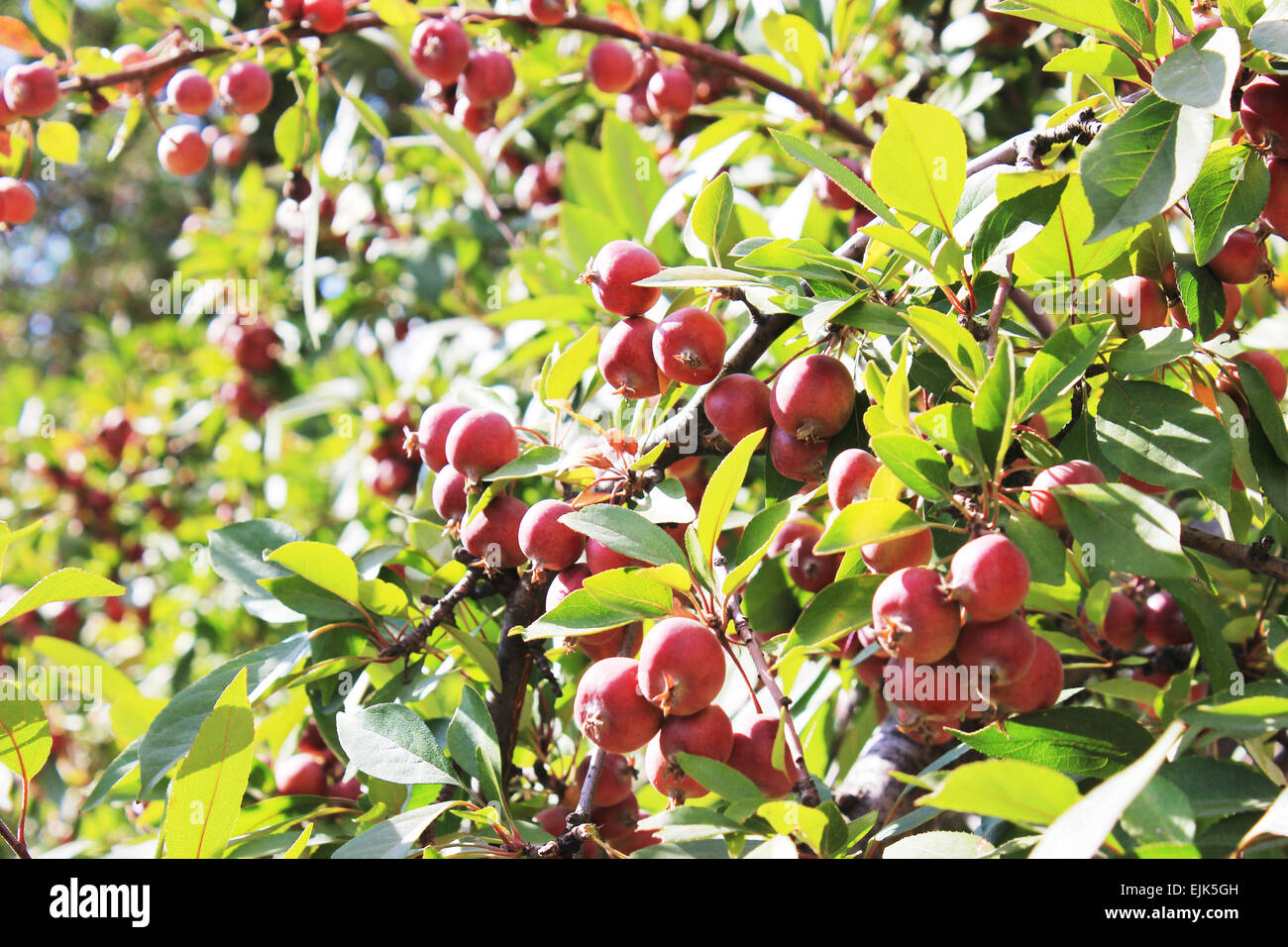 Red apples on a tree. Green Apple tree full of red apples. Red apples ...