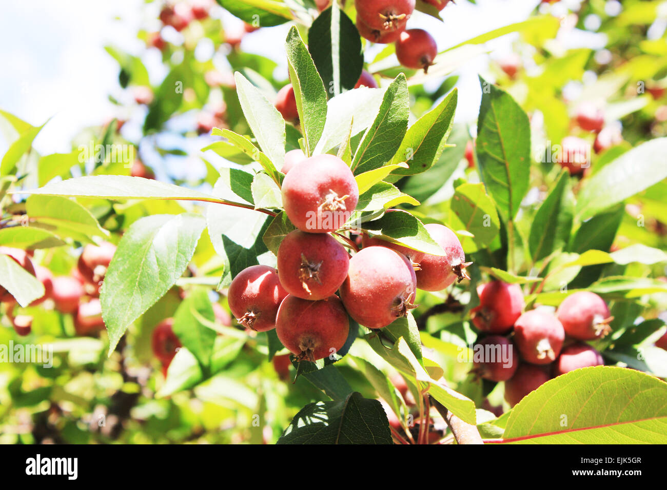 Red apples on a tree. Green Apple tree full of red apples. Red apples ...