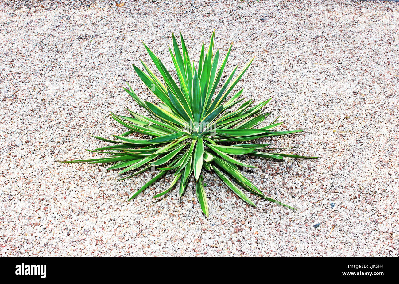 Green cactus with thorns. Cactus plants in garden. Cacti leaves Stock ...