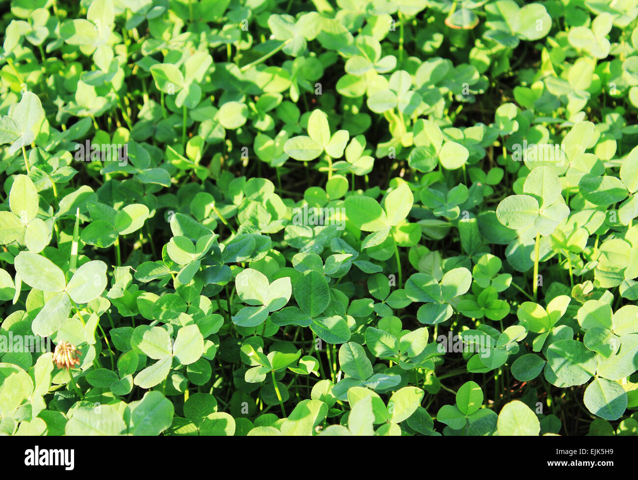 Clover background at sun light. Green clover leaves. St. Patrick's day ...