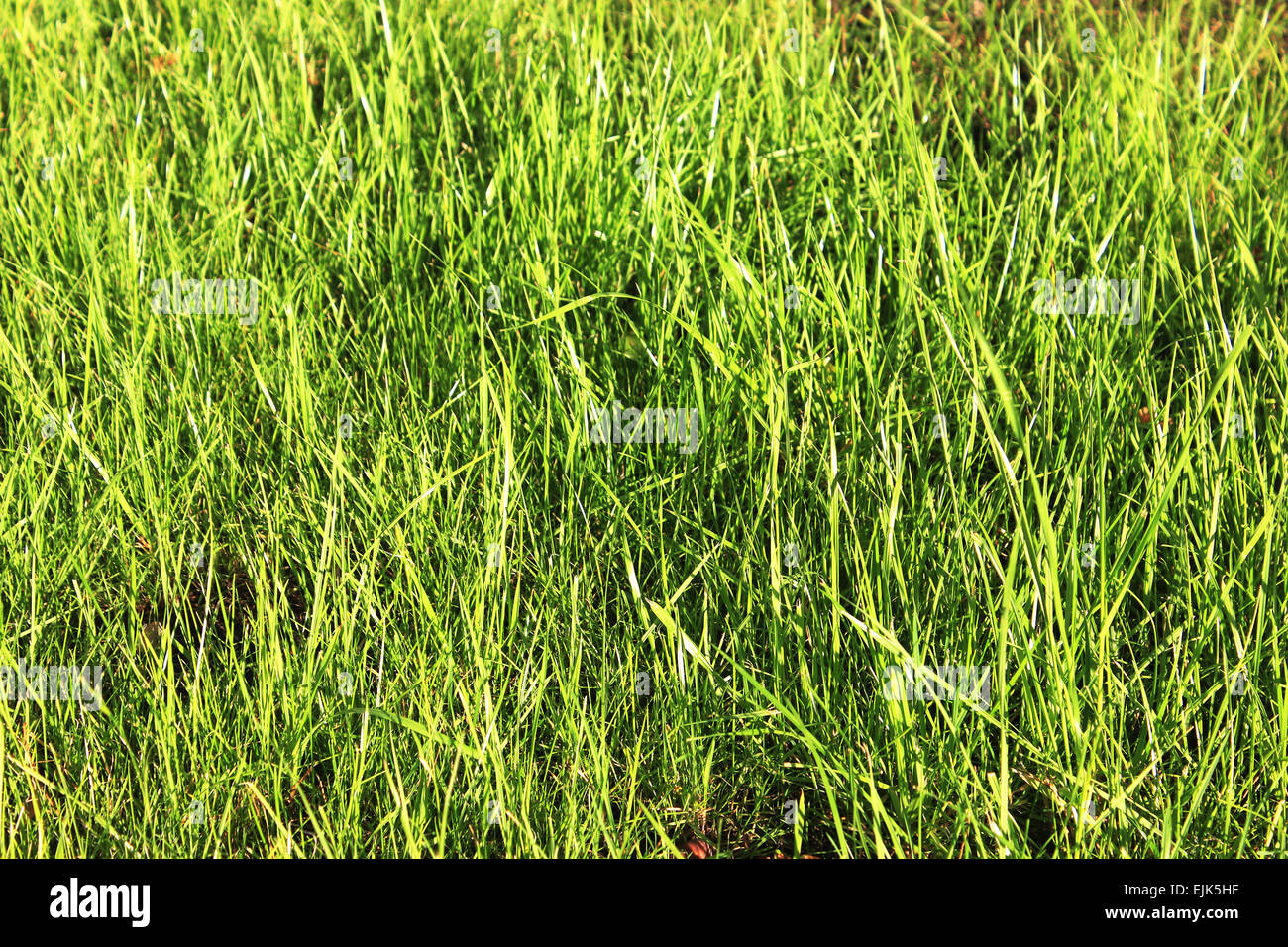 Green grass background. Spring grass at sun light. Green grass texture ...