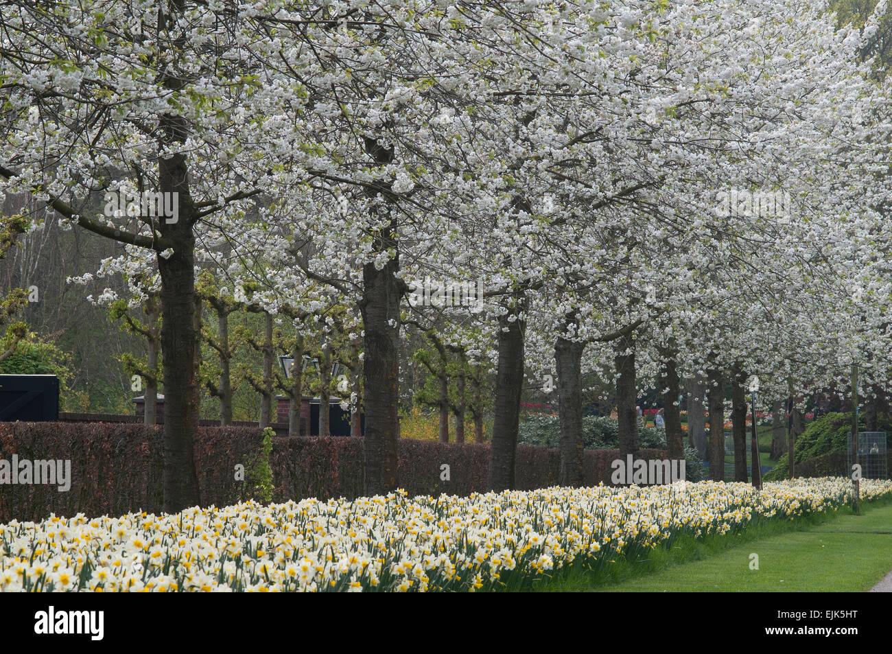 Trees with daffodils hi-res stock photography and images - Alamy