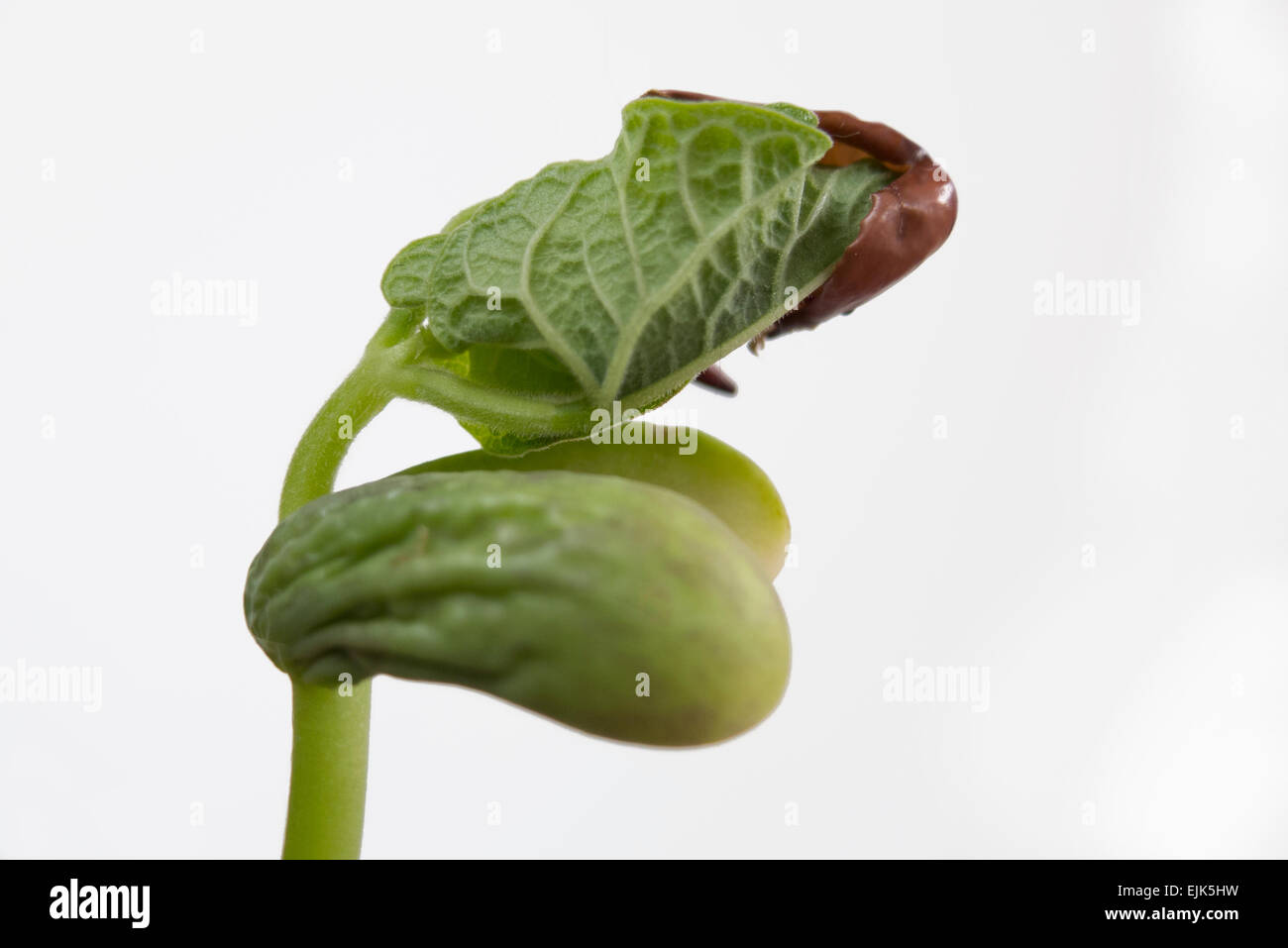 growing seedling from red bean Stock Photo - Alamy