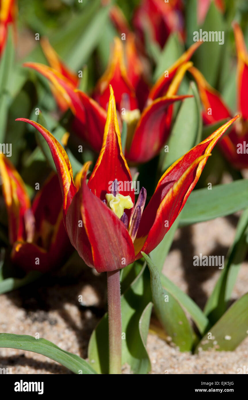 Tulipa Schrenkii High Resolution Stock Photography and Images - Alamy