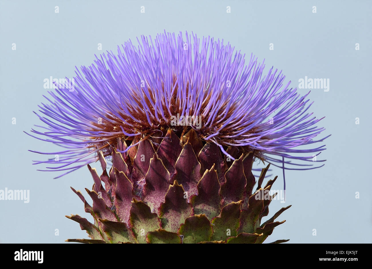 Purple thistle in blue sky Stock Photo - Alamy