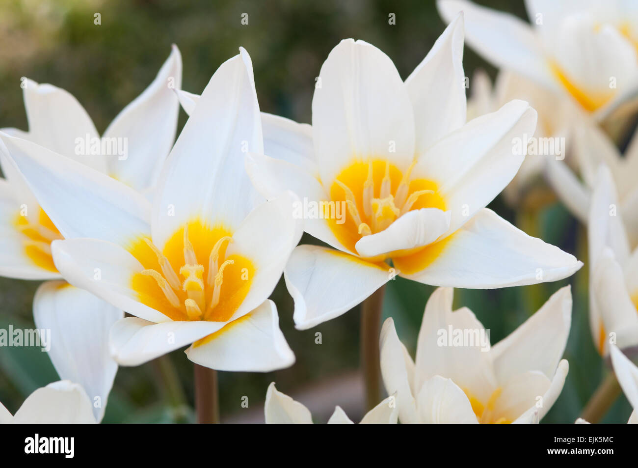 The tulip is a perennial, bulbous plant with showy flowers in the genus ...
