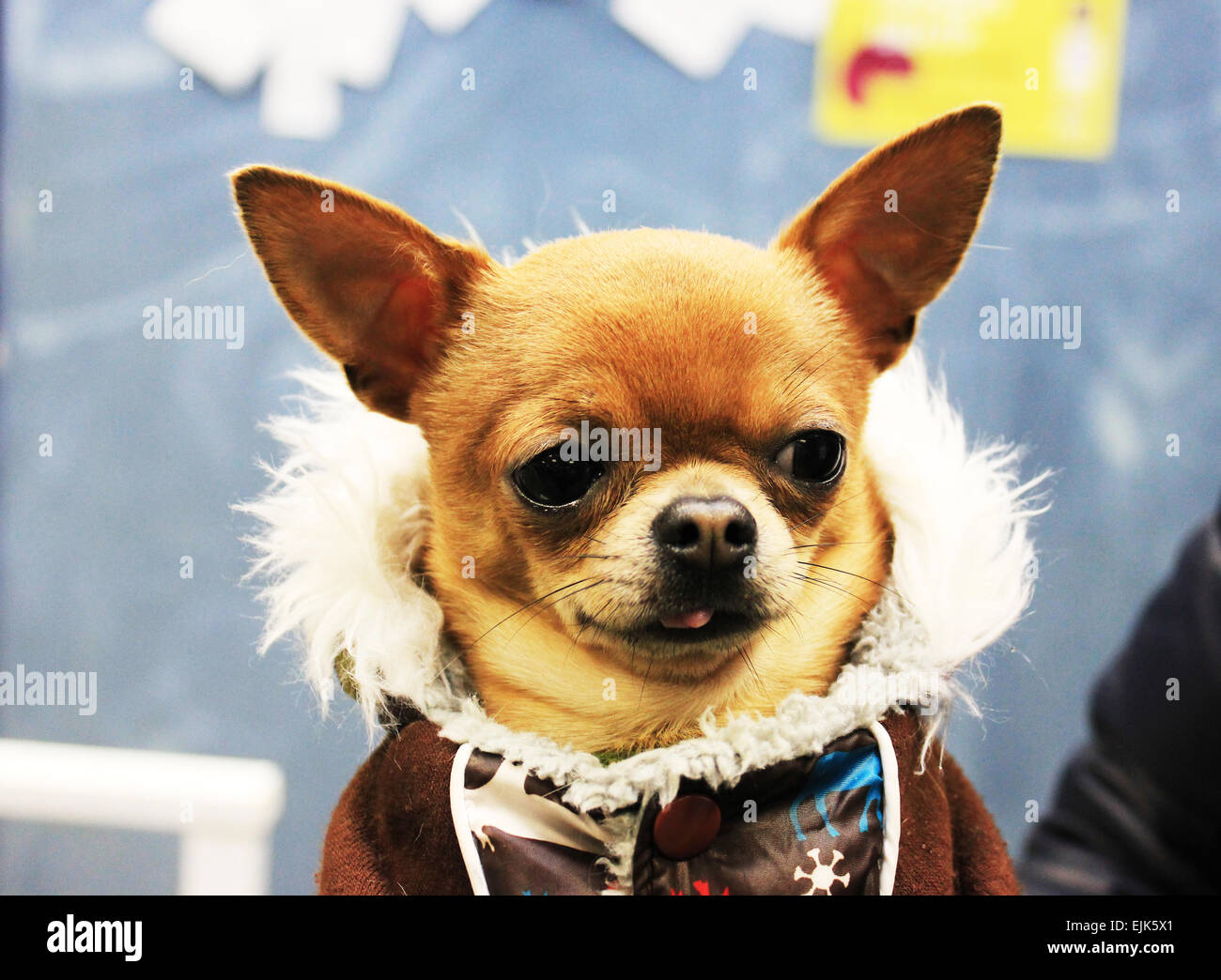 Beautiful little dog dressed in winter clothes Stock Photo - Alamy