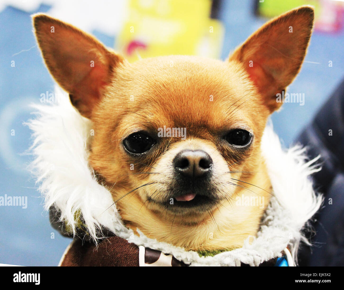 Beautiful little dog dressed in winter clothes Stock Photo - Alamy