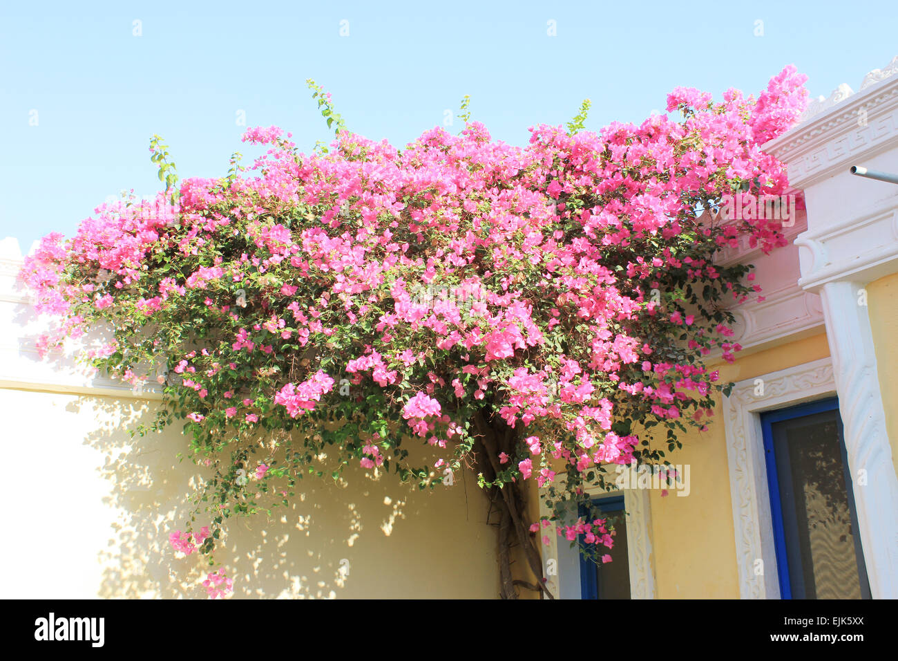 Pink Flowers at sun light Stock Photo - Alamy
