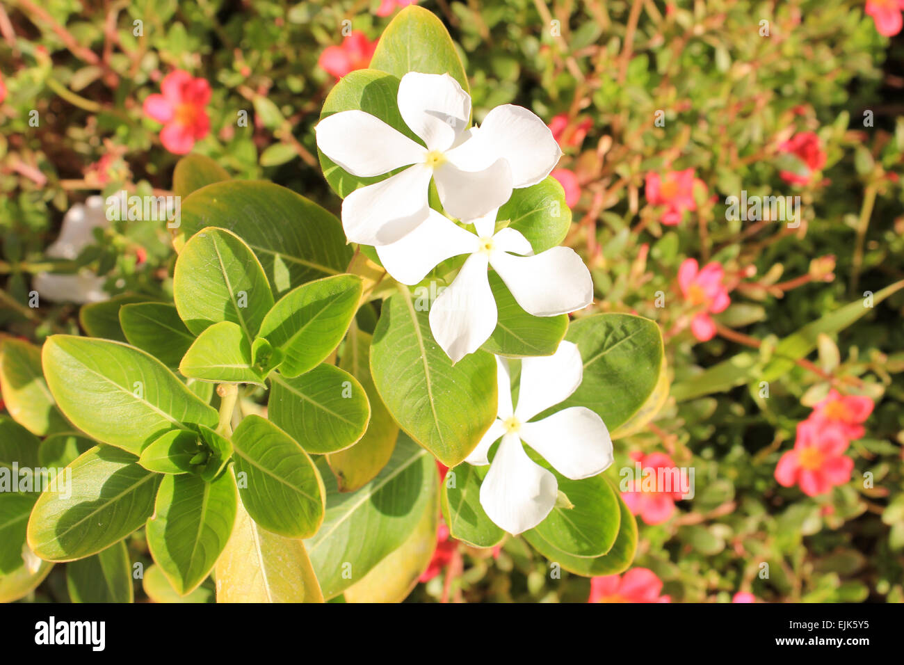Light pink white flowers hi-res stock photography and images - Alamy