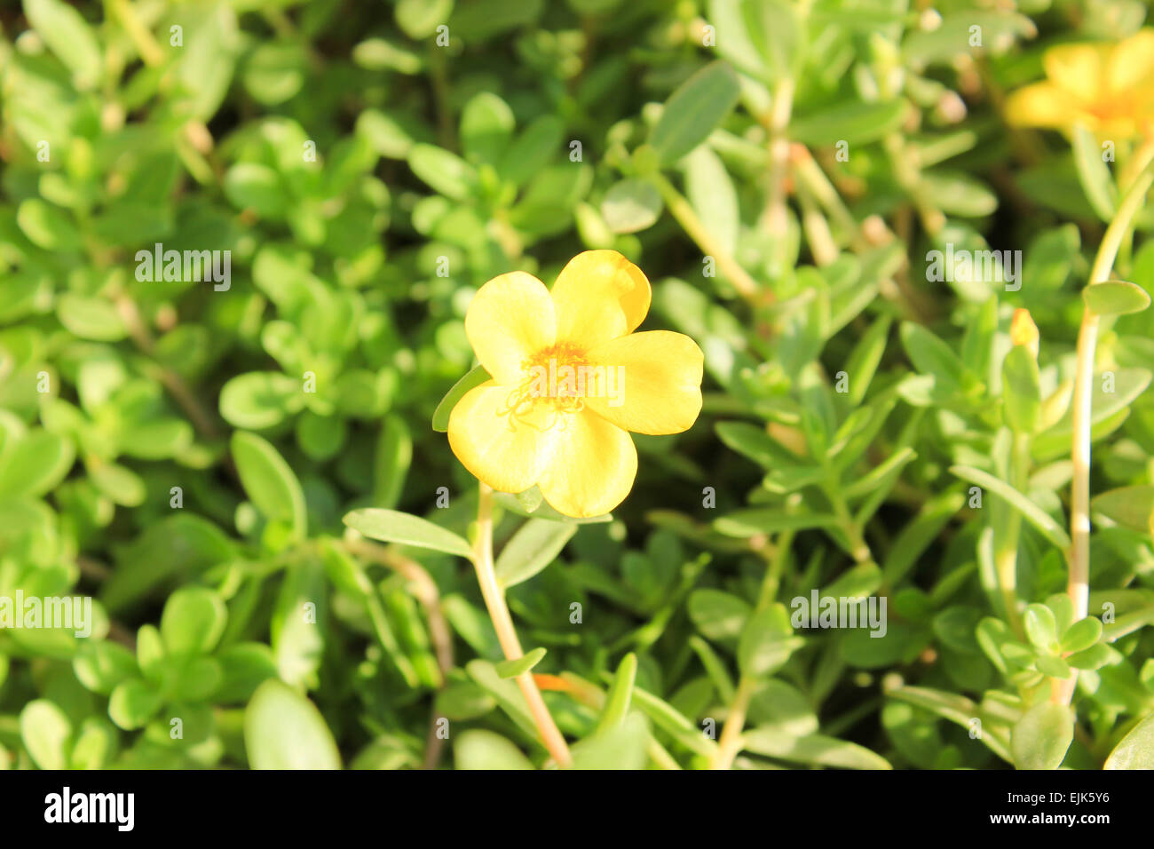Yellow Flower at sun light Stock Photo - Alamy