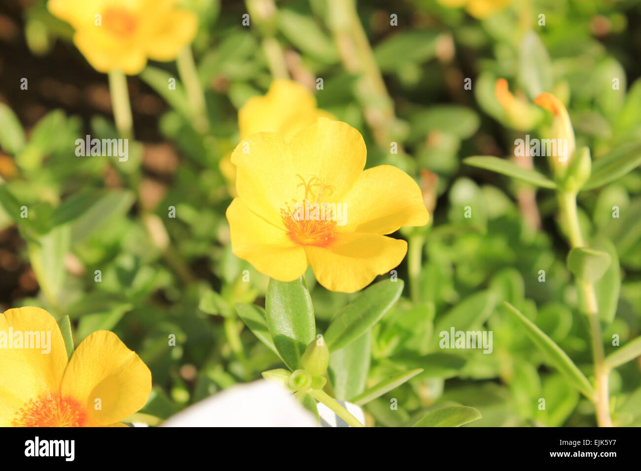Yellow Flowers at sun light Stock Photo - Alamy