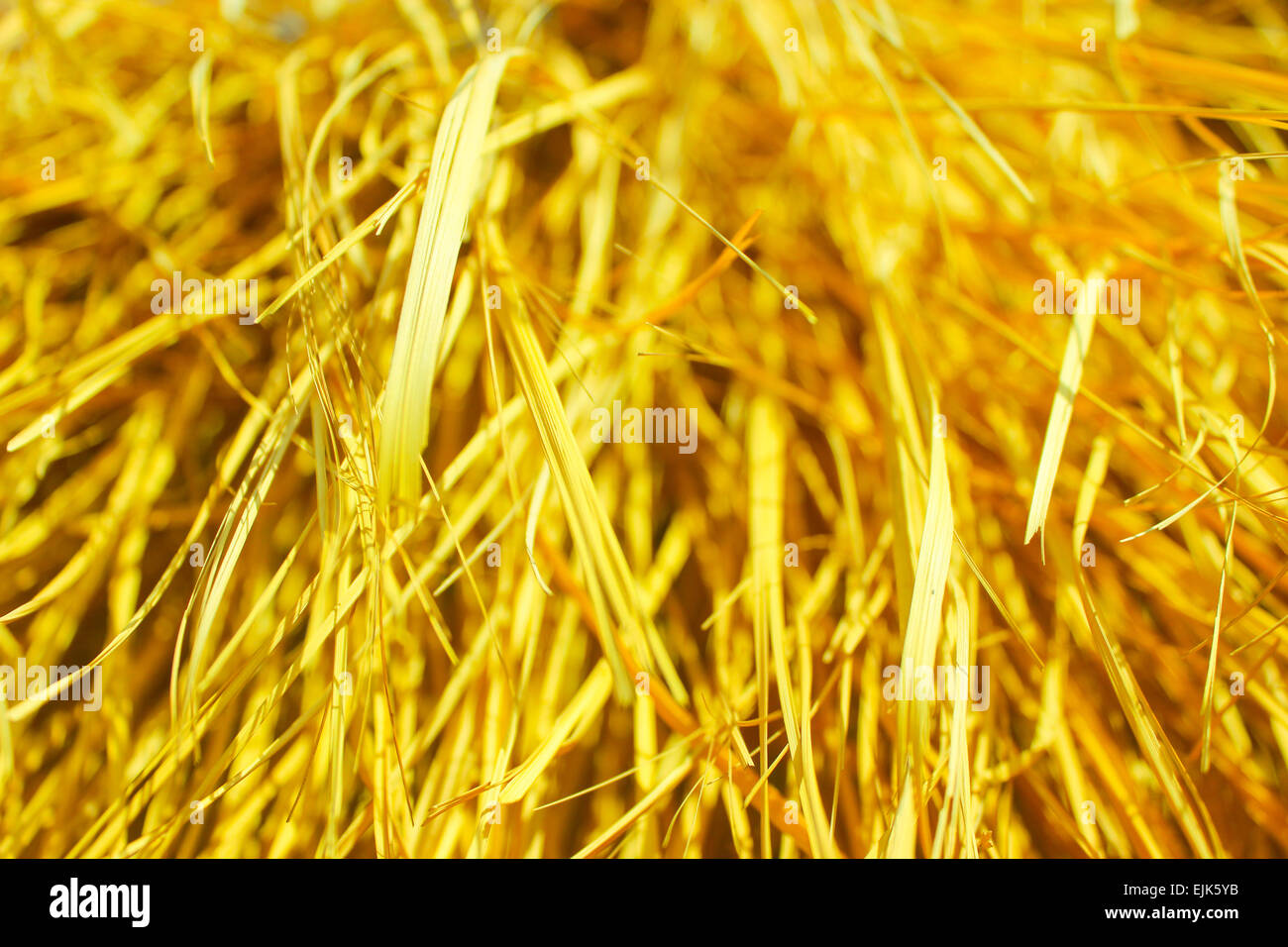 Yellow dry grass texture. Yellow dry grass background at sun light ...