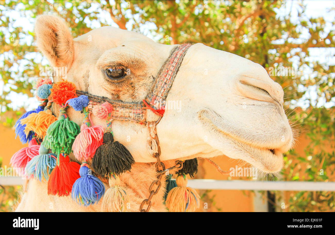 Camel's Head. White lonely domestic Camel. Face of Camel Stock Photo ...