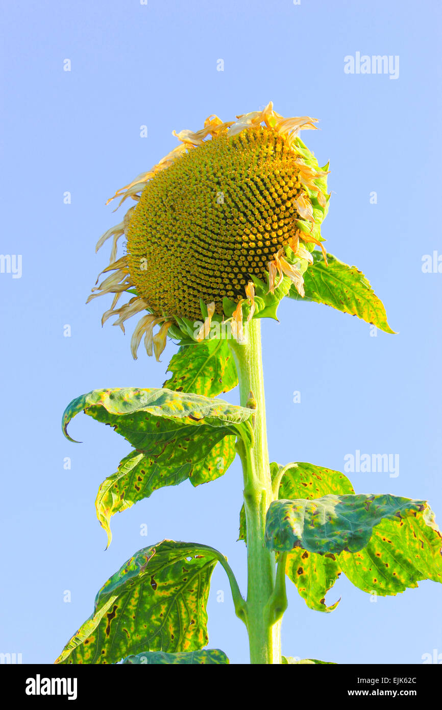 Summer sun over the sunflower field. Close up side of sun flower Stock ...