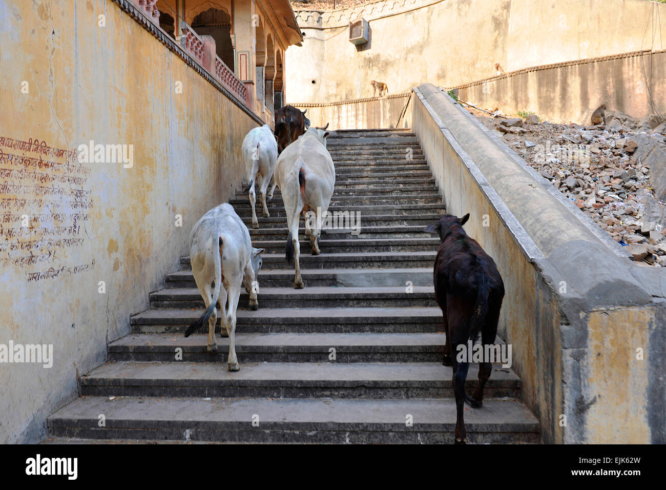 Cows climbing the steps in the Monkey Temple (Galwar Bagh), Jaipur ...