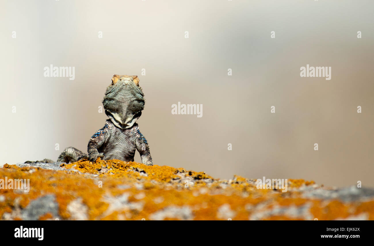 Meeting the Lizard Stock Photo - Alamy