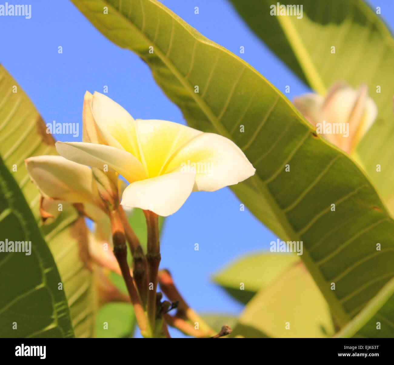 Magnolia tree flower. Tree of a blossoming magnolia. Blown beautiful ...