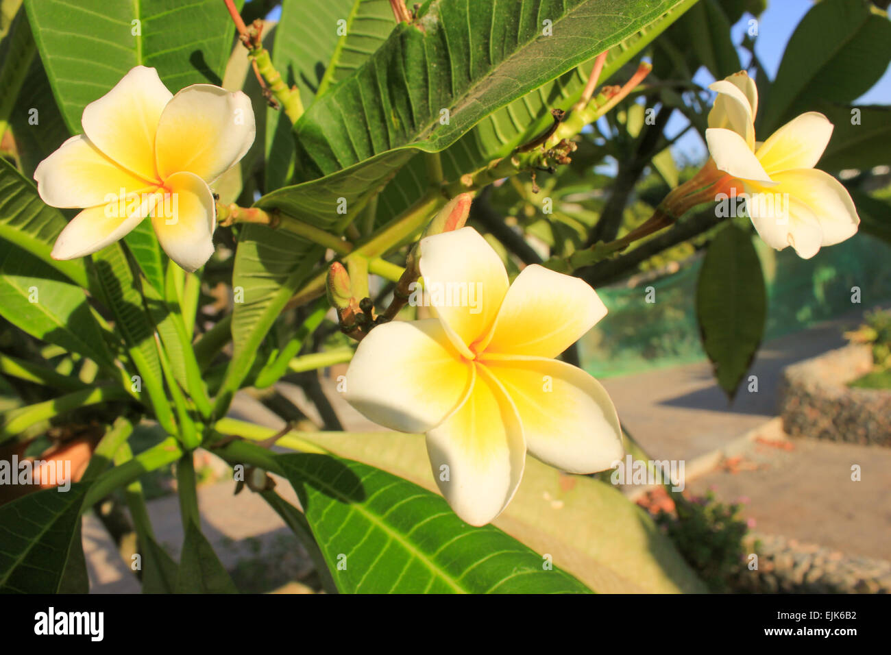 Magnolia tree flower. Tree of a blossoming magnolia. Blown beautiful ...