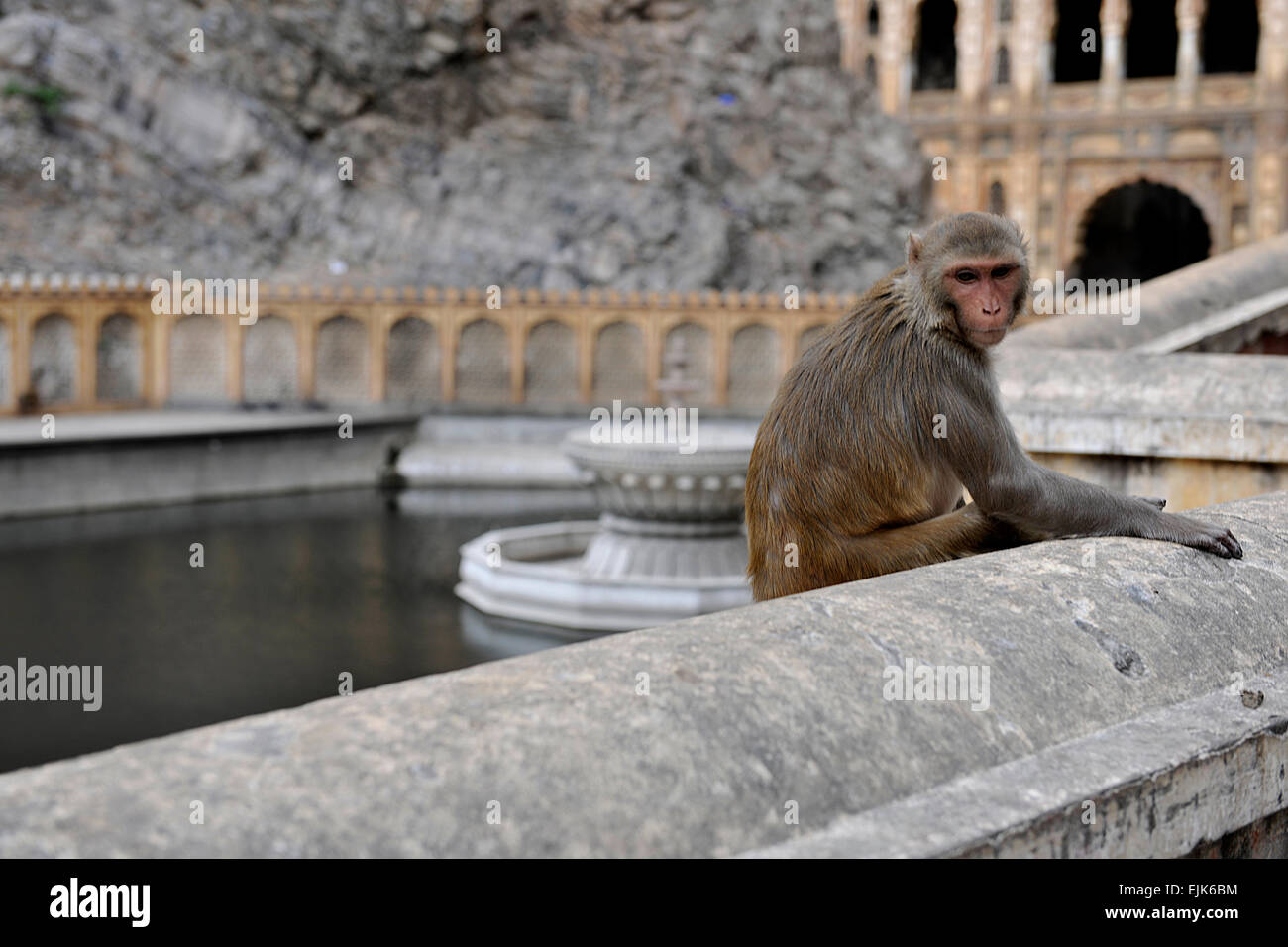 Monkey temple hi-res stock photography and images - Alamy