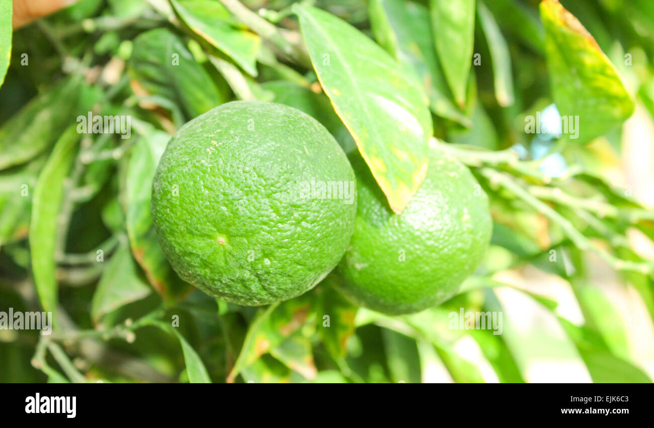 Green unripe Orange fruit on a branch. Orange garden. Orange trees with ...