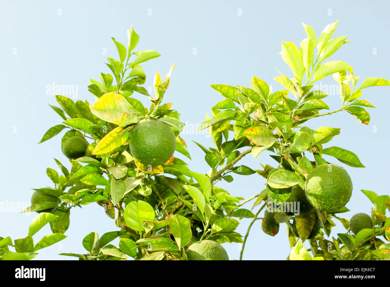 Green unripe Orange fruit on a branch. Orange garden. Orange trees with ...