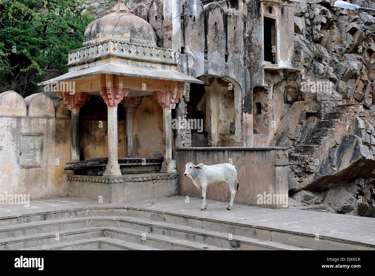Monkey temple india hi-res stock photography and images - Alamy