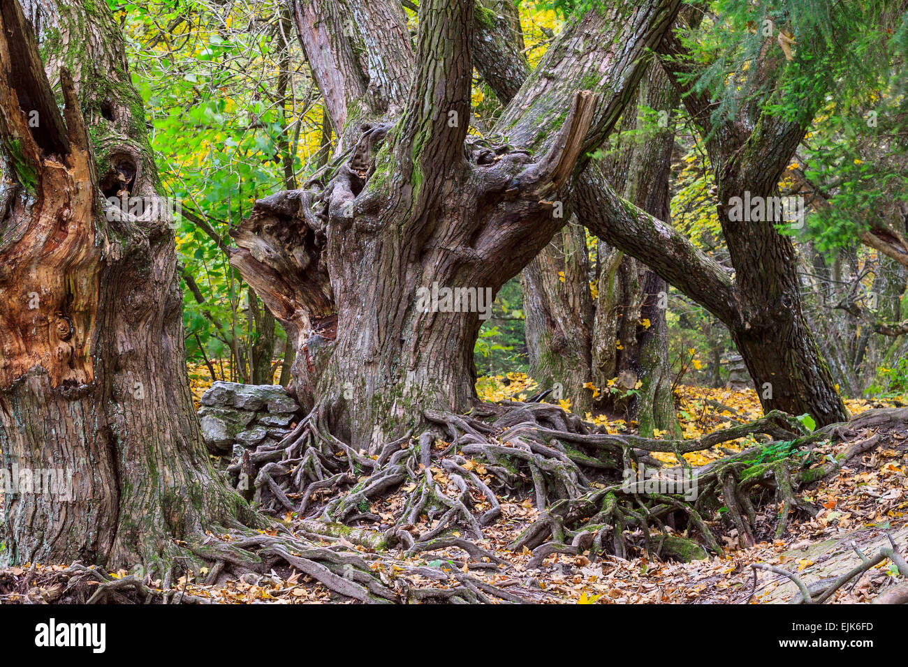 Big old trees autumn landscape Stock Photo - Alamy