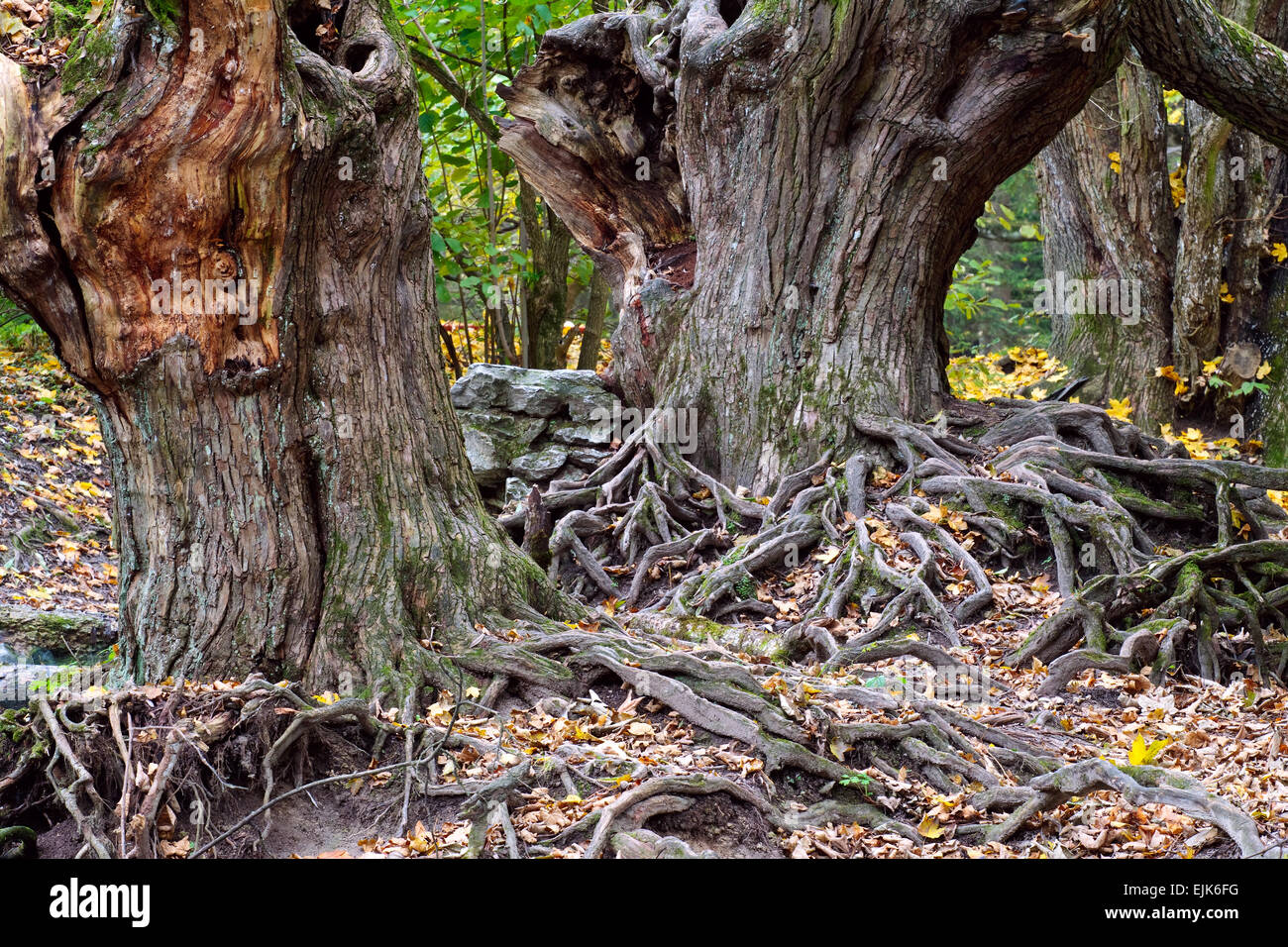 Big old trees autumn landscape Stock Photo - Alamy