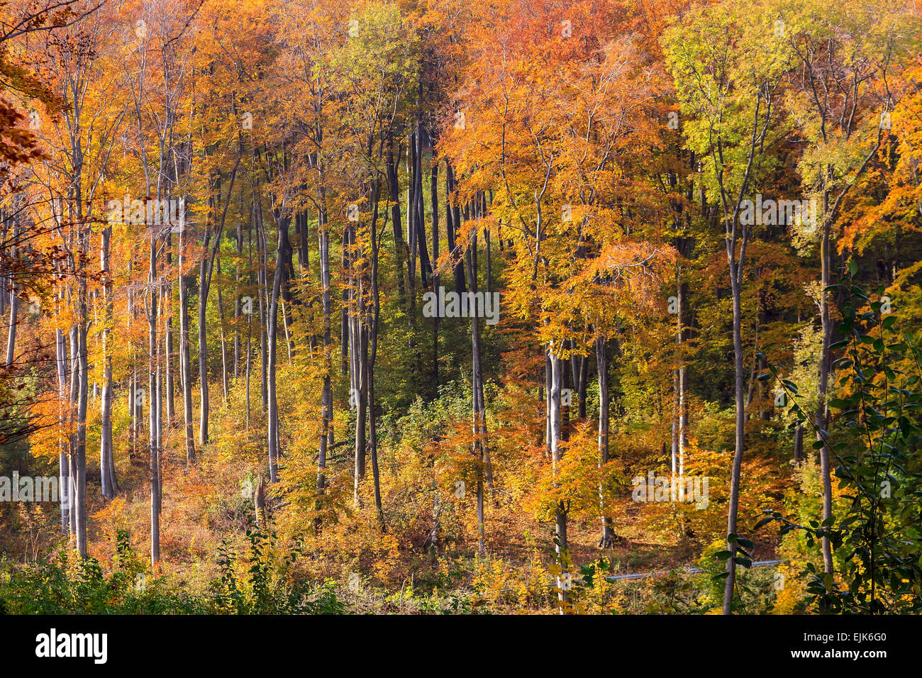 Colorful autumn forest in Hungary Stock Photo - Alamy
