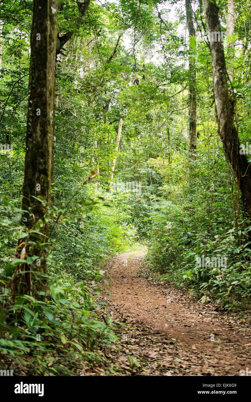 Rainforest, Brownsberg Nature Reserve, Suriname Stock Photo - Alamy