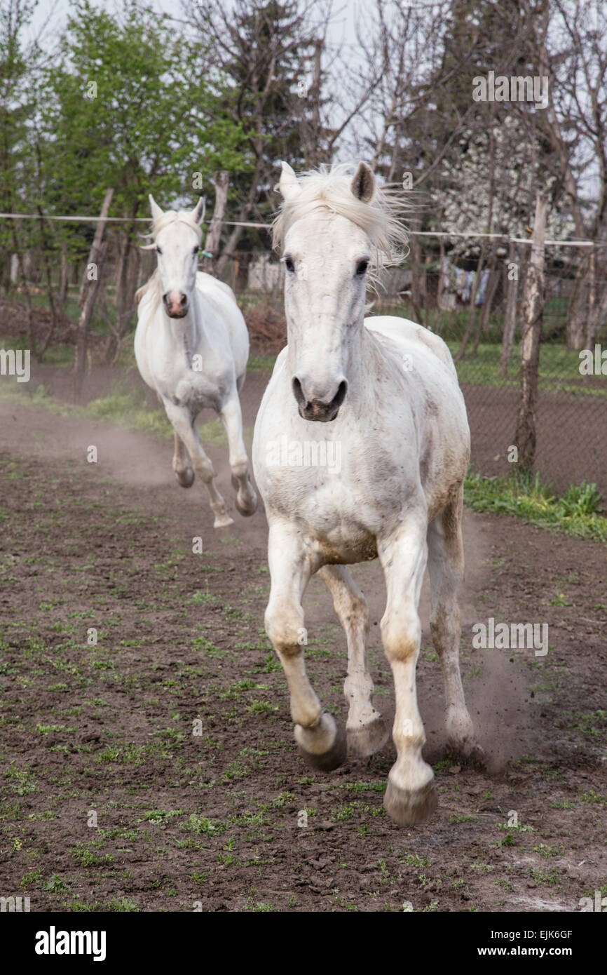 Portrait of beautiful gray shire horse Stock Photo - Alamy