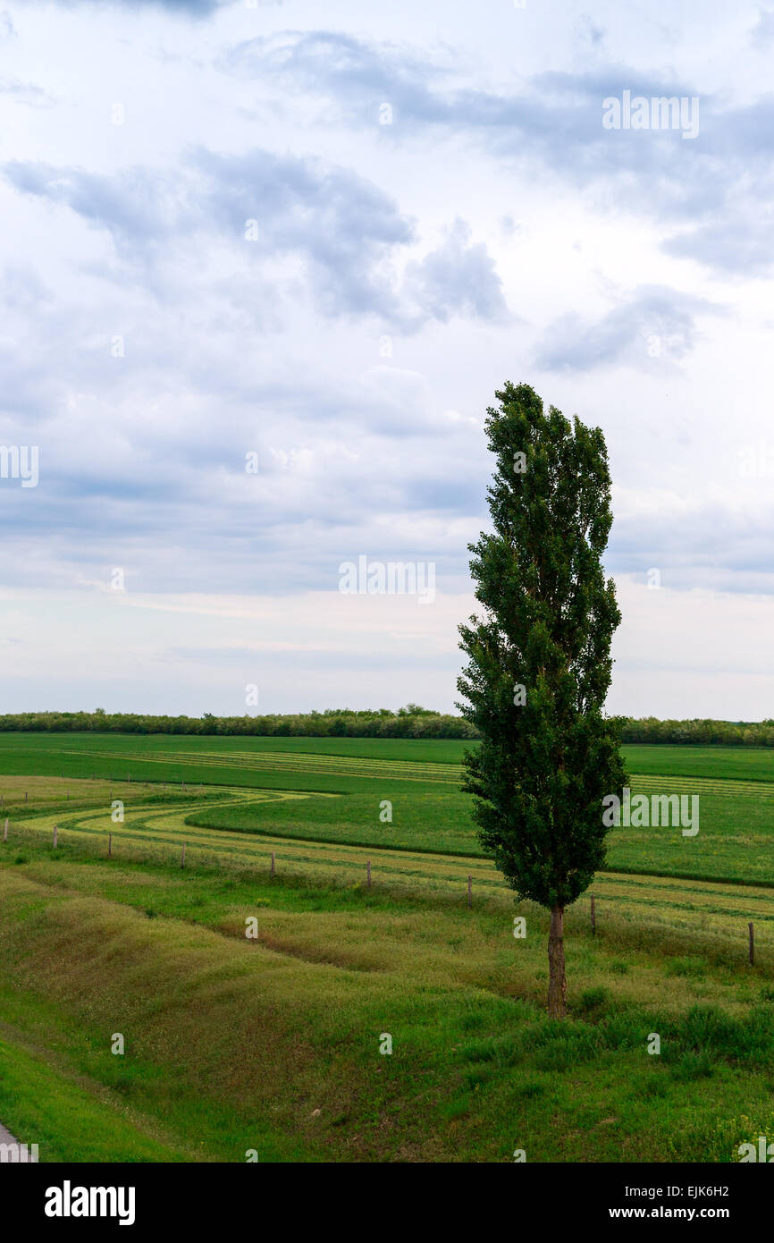 Spring field wit lone tree Stock Photo - Alamy