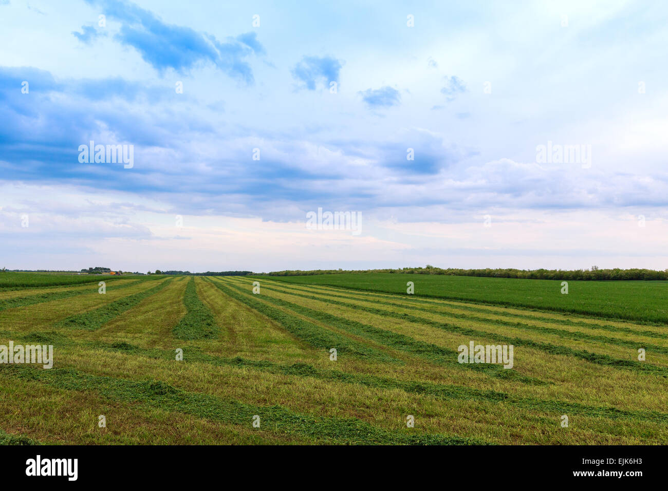 Wheat field and countryside scenery Stock Photo - Alamy
