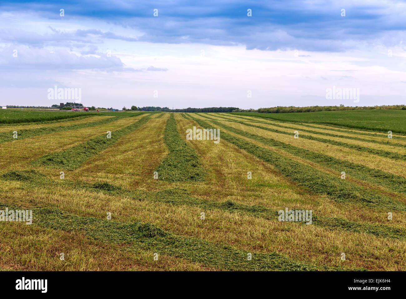 Wheat field and countryside scenery Stock Photo - Alamy