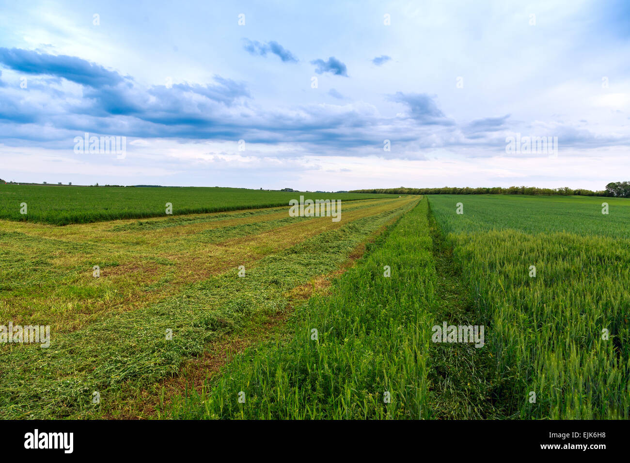 Wheat field and countryside scenery Stock Photo - Alamy