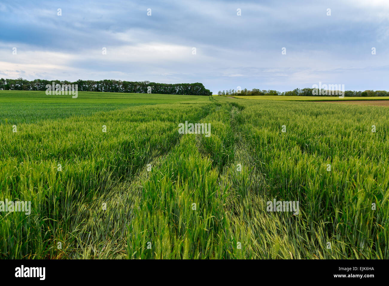 Wheat field and countryside scenery Stock Photo - Alamy
