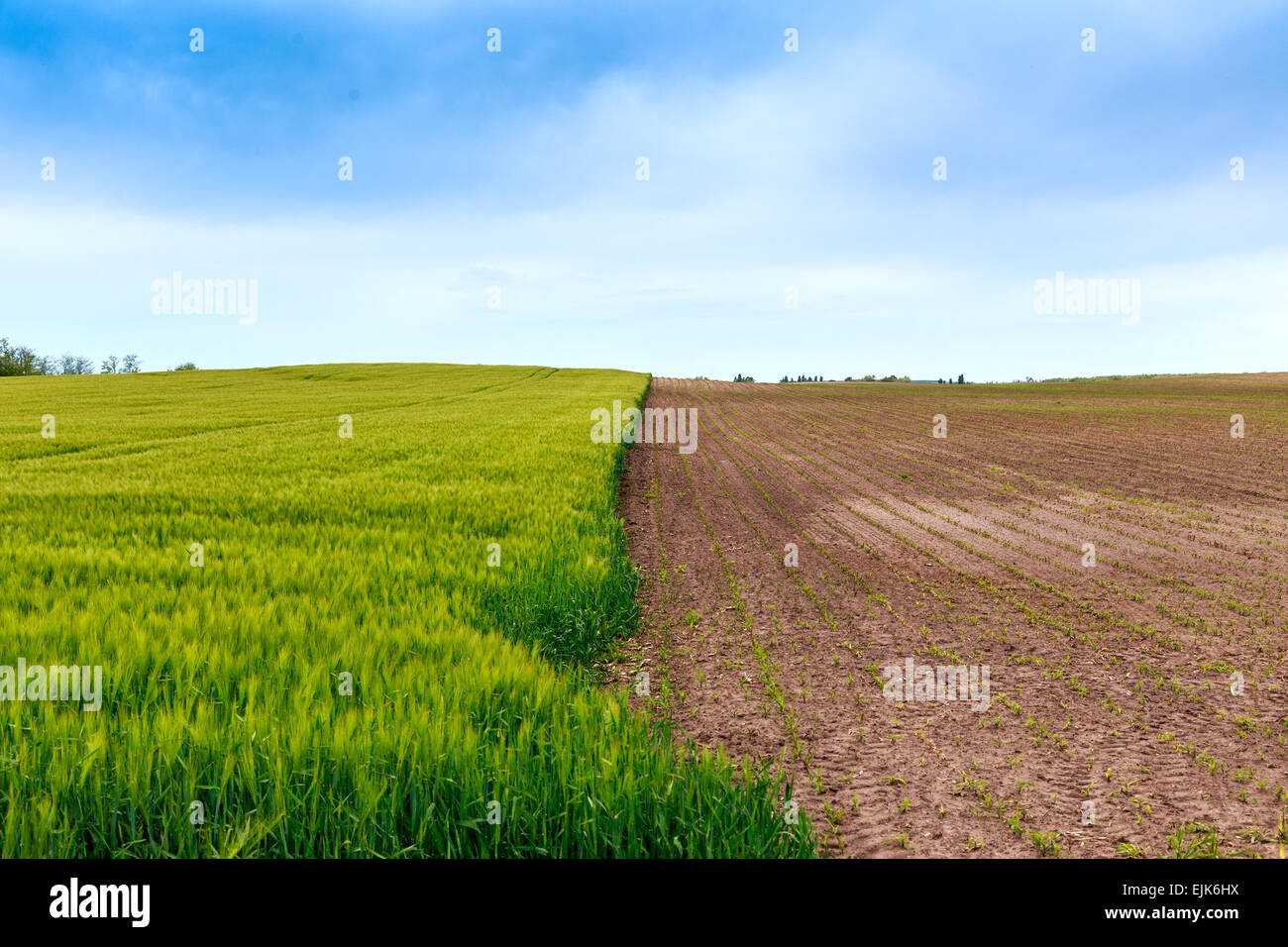 Green fields of wheat in Tuscany, Italy Stock Photo - Alamy