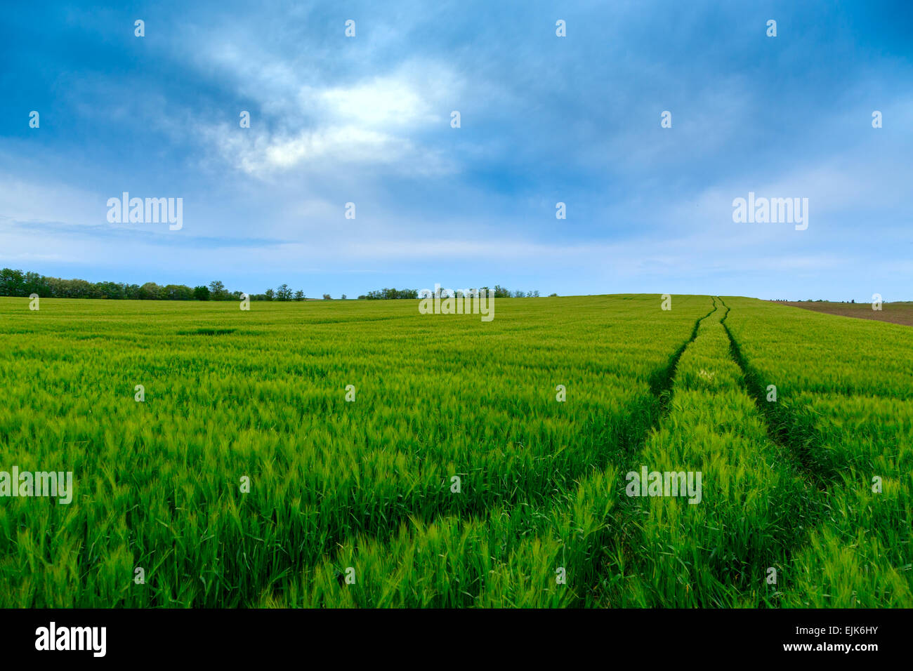 Green fields of wheat in Tuscany, Italy Stock Photo - Alamy