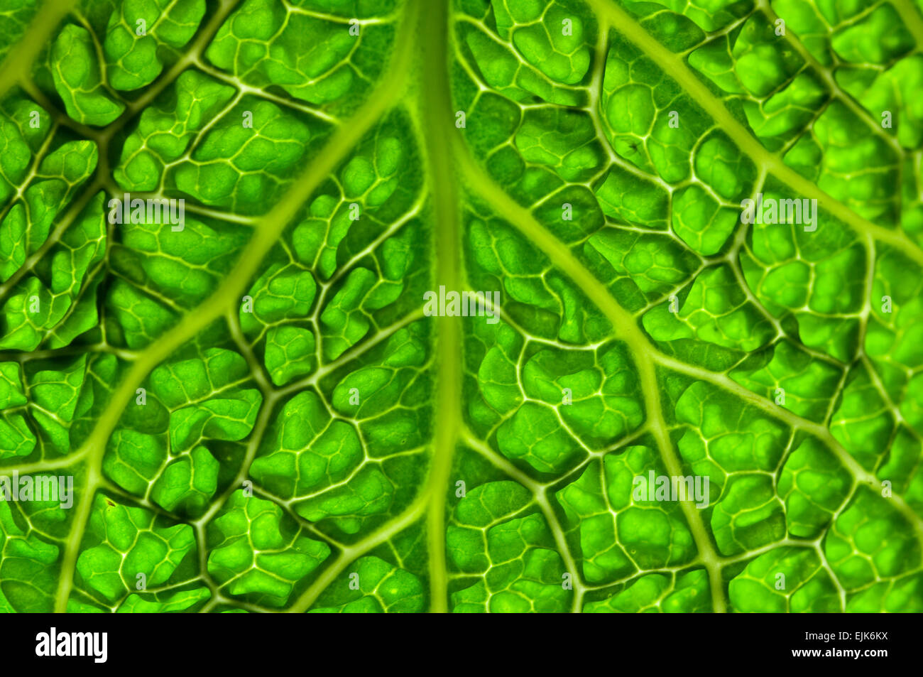 close up cabbage leaf Stock Photo - Alamy