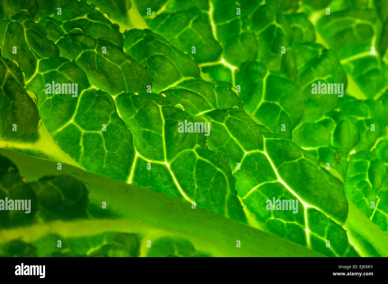 close up cabbage leaf Stock Photo - Alamy