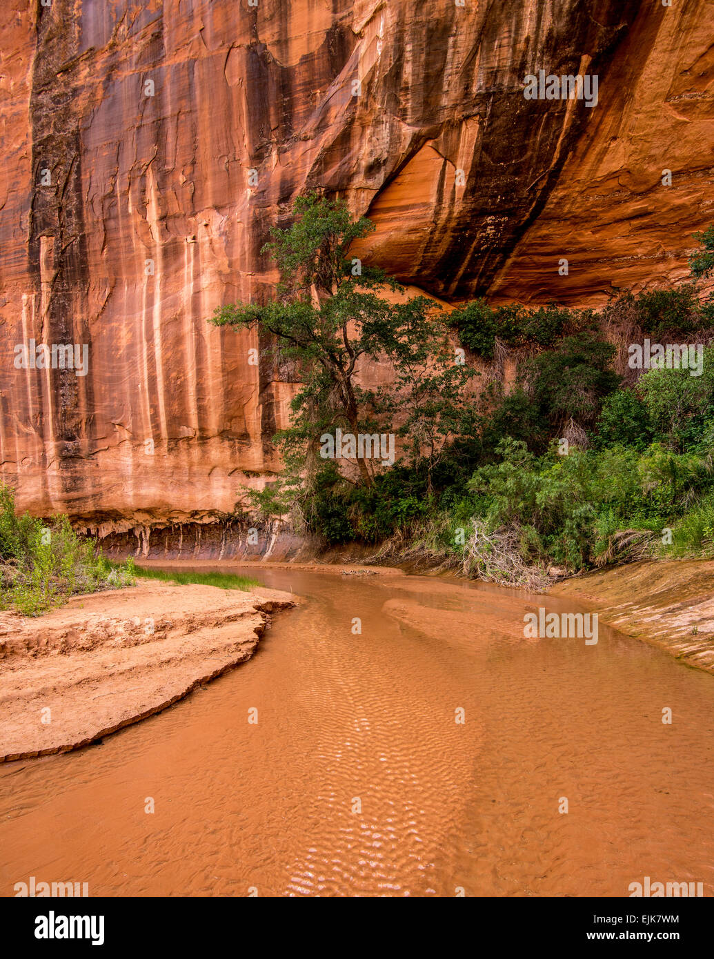 Desert Oasis - Coyote Gulch - Utah Stock Photo - Alamy