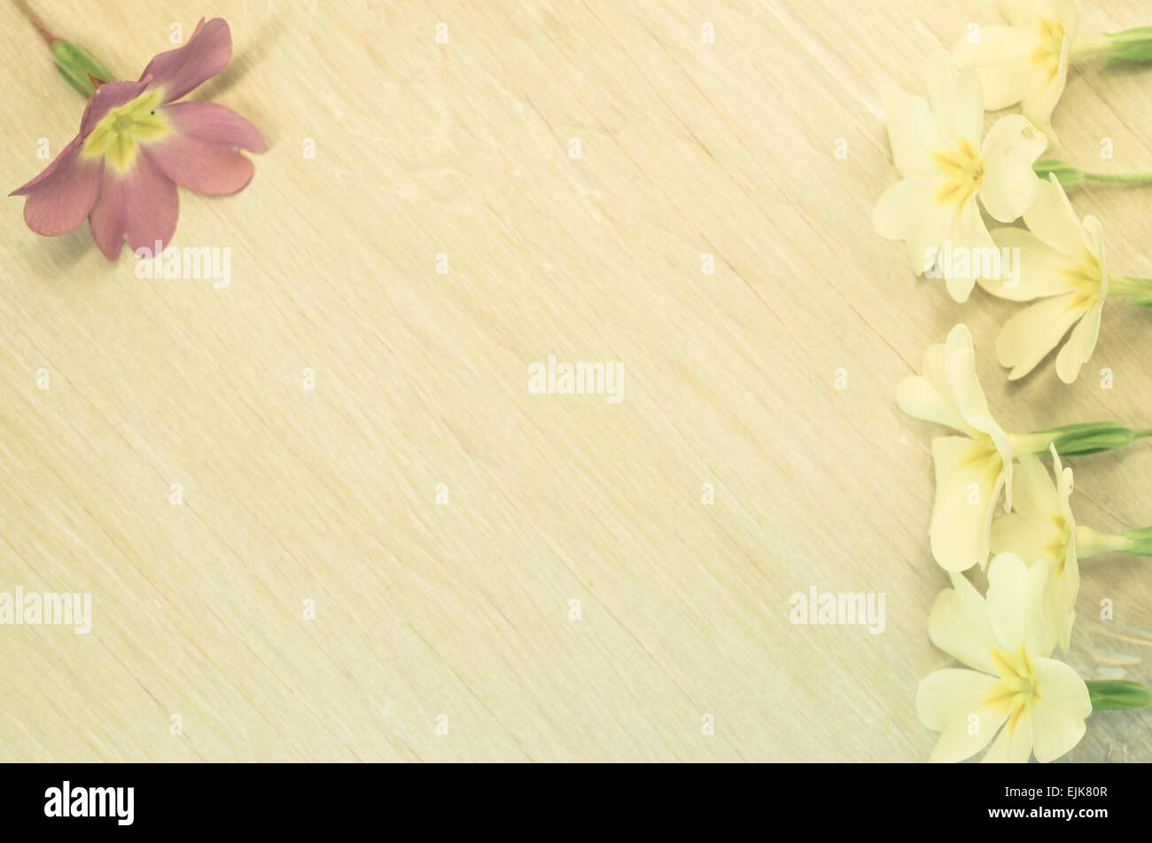 primrose flowers on a light pastel wood background Stock Photo - Alamy